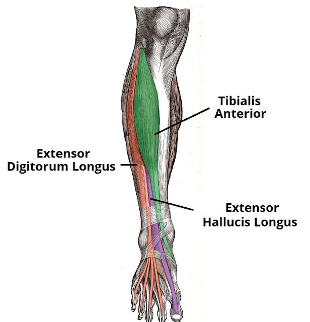 3 POINT URUTAN SAKIT TAPAK KAKI & IBU JARI KAKI