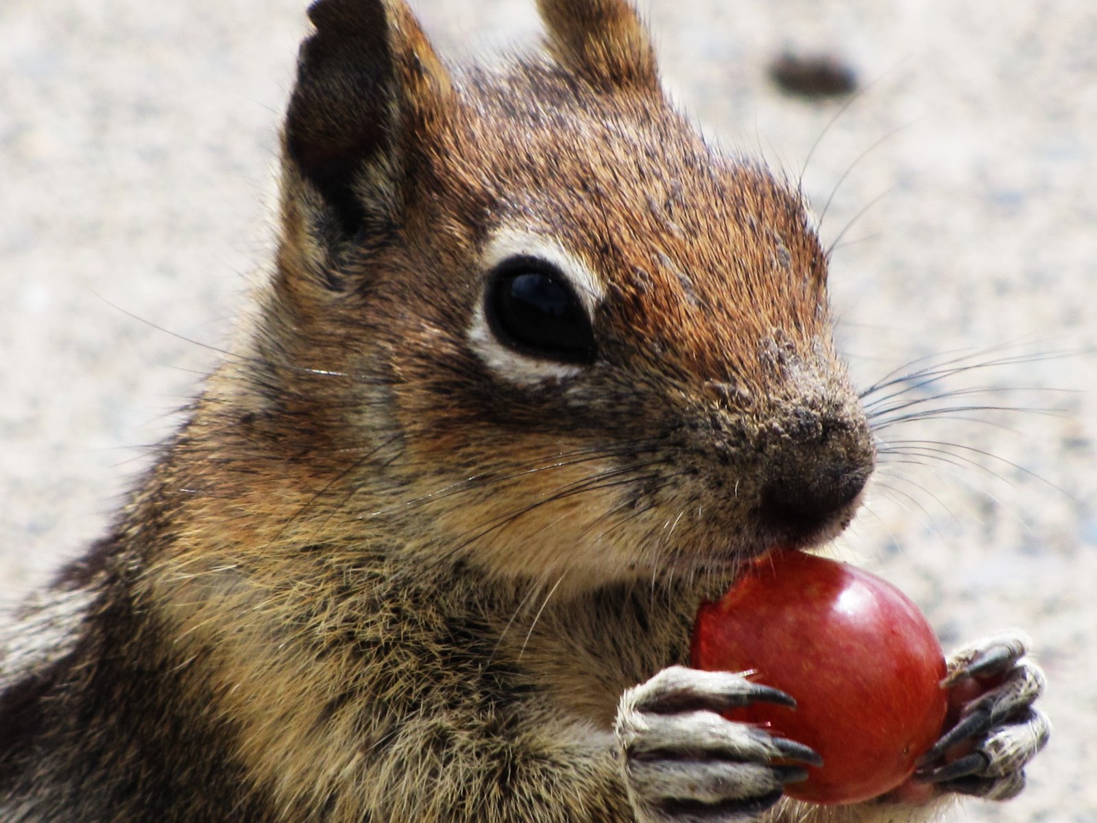 Koch Family News: Little critters