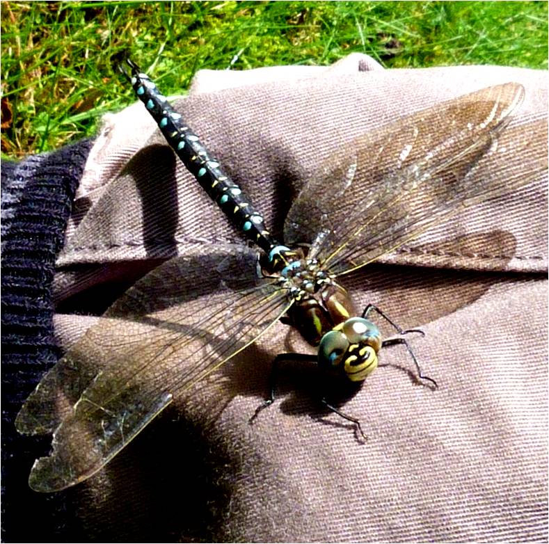 Insects of Scotland: Dragonflies/Damselflies