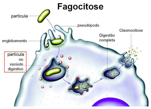 Biologia Na Escola: Vacúolos