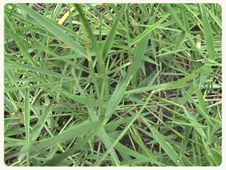 PASTOS DE TRÓPICO BAJO: PASTOS TROPICALES