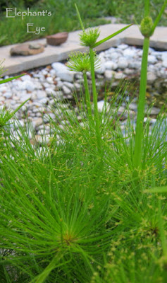 Dwarf papyrus Cyperus prolifer in Froggy Pond