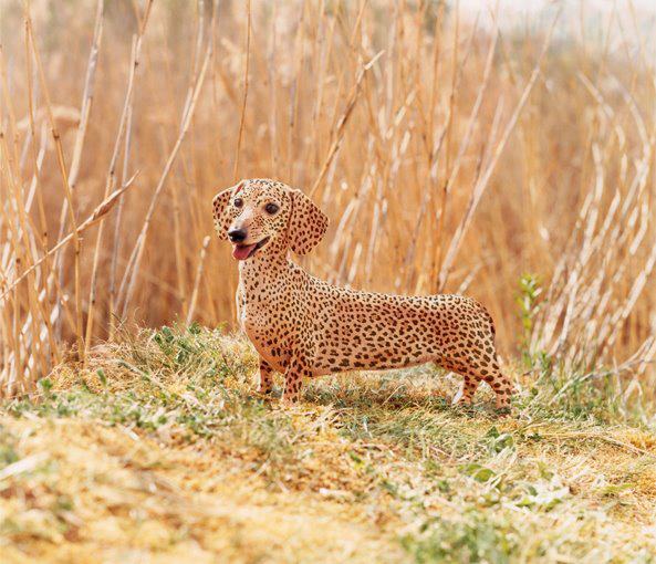 For the love of sausage dogs: Leopard dachshund
