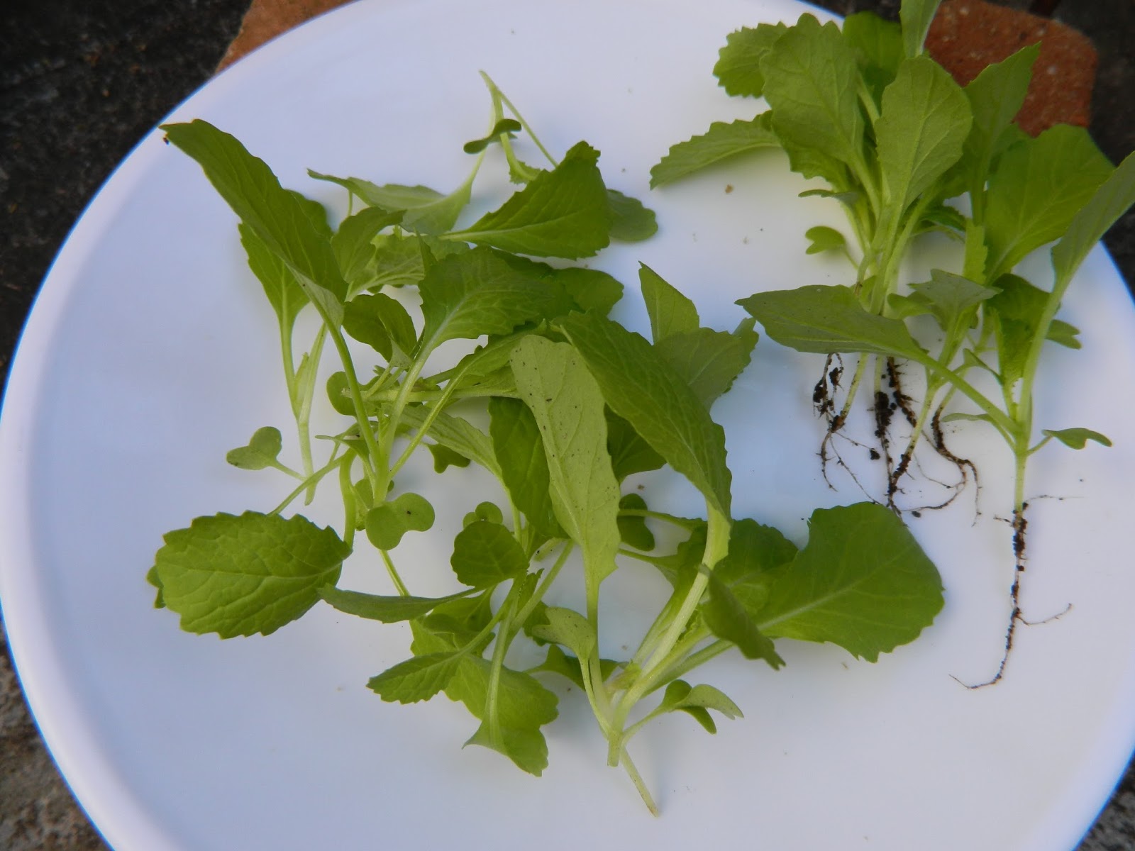 Cultivo Zen: Cultivo da Mostarda