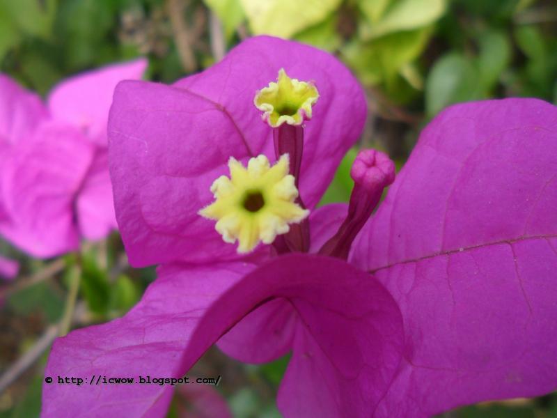 Bagan Bilash(বাগান বিলাস ফুল) - Bougainvillea glabra