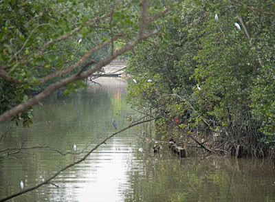 wild shores of singapore: When lizards hug, what does it mean?