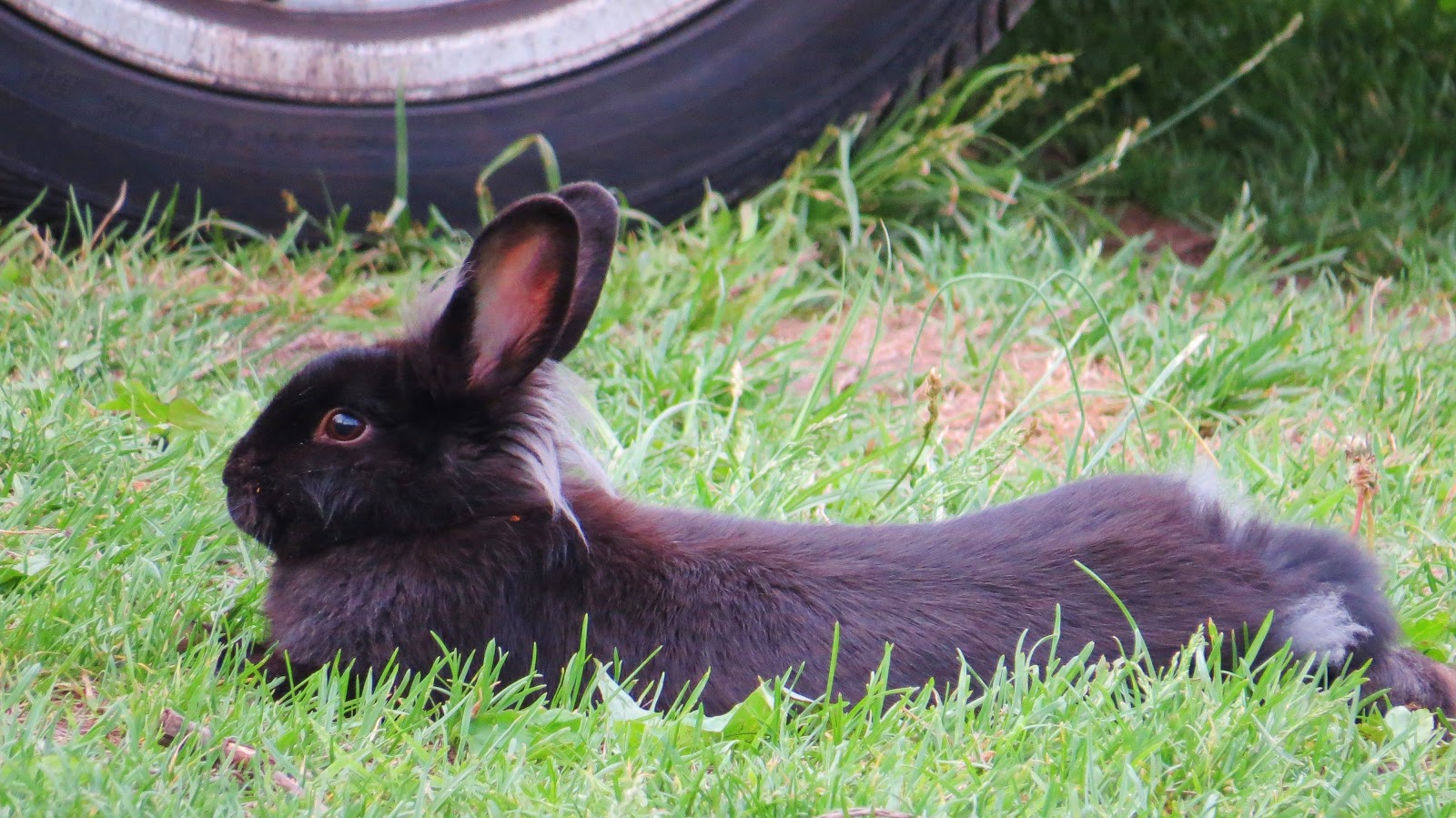 Let Your Light Shine: The Black Bunny