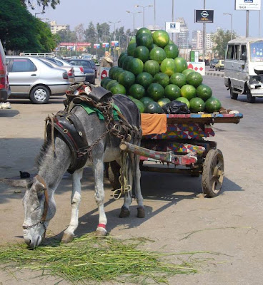 Write... and Ride: In honour of World Donkey Day, please donate and ...