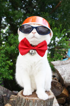 I love zentai suits!: Cosplay is Everywhere - Sweet Cat Photos