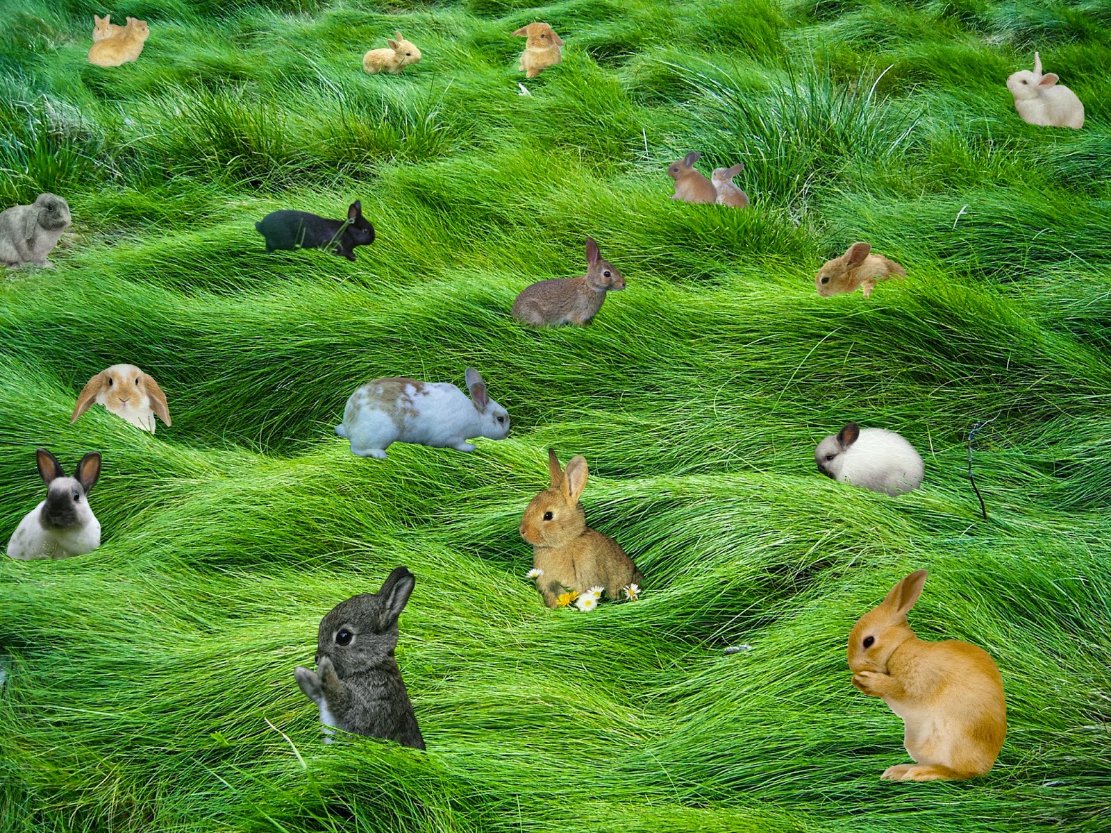 Abracadabra Tarot: COLLABORATING WITH THE UNKNOWN - A Field of Bunnies ...