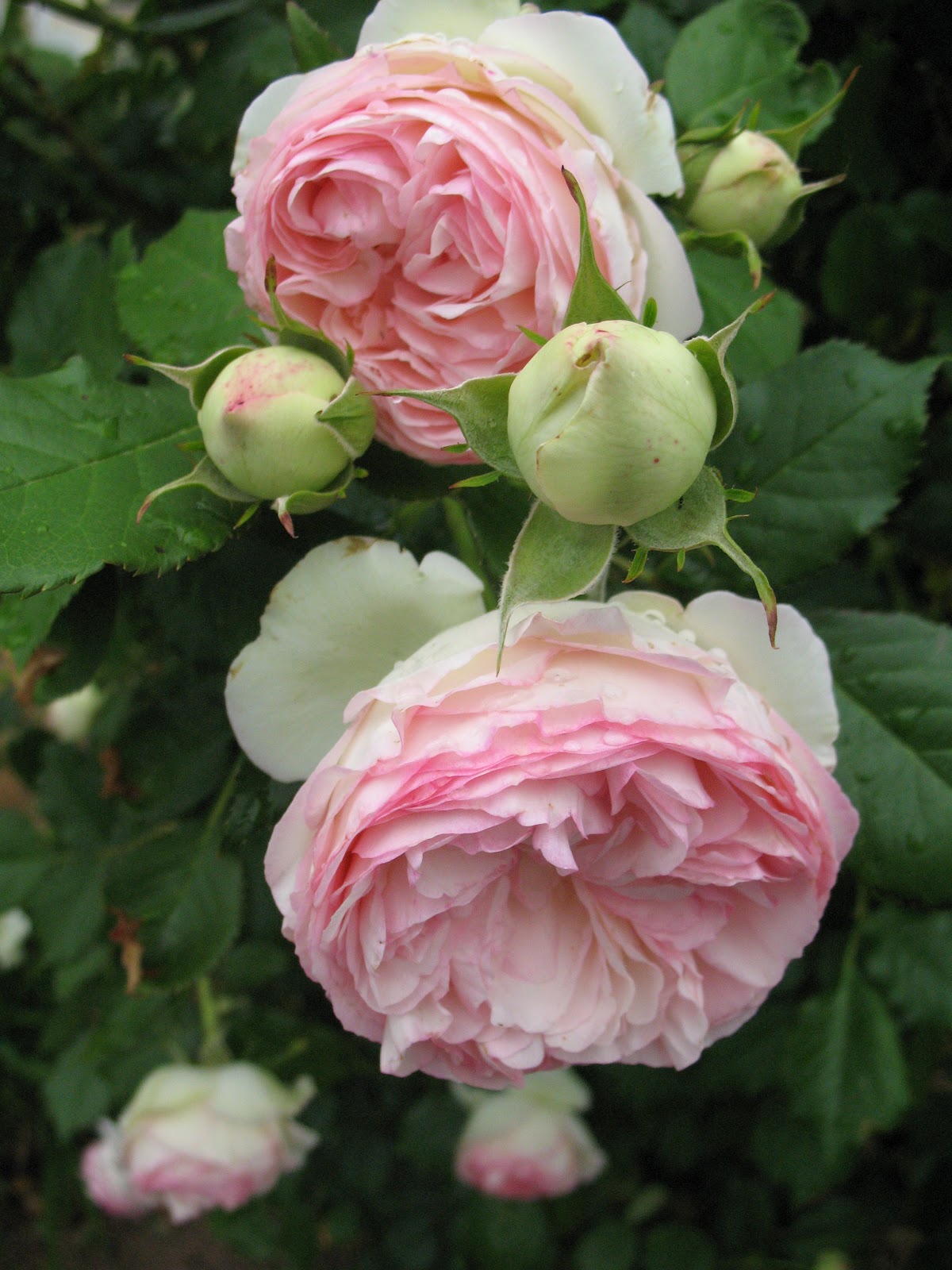 Roses du jardin Chêneland: Rosier "Pierre de Ronsard"