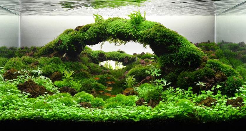 EGA DEVA: Aquascaping : Gardening Under Water