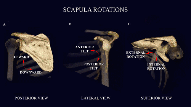 Posture Tips: Fwd: principals of shoulder rehab