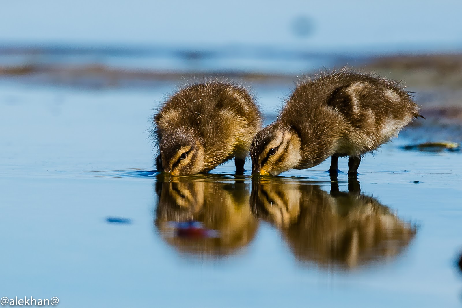 Pájaros, Pajarracos: Pato Jergón chico