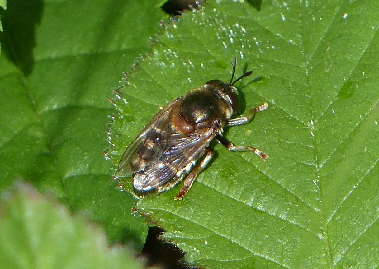 A Field Notebook: June 2017