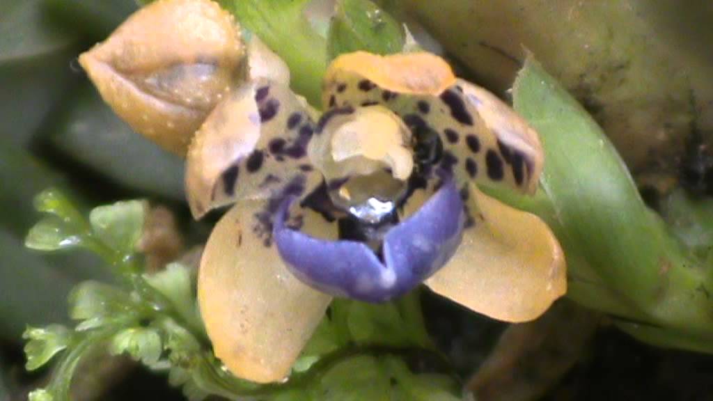 Cultura Guaraní: Orquídea Dichaea pendula