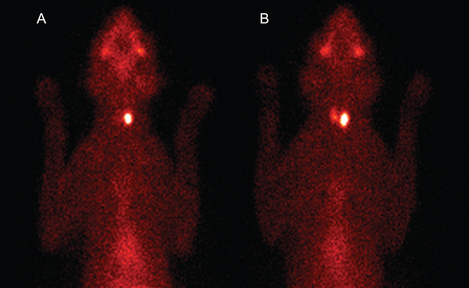 Animal Endocrine Clinic: Thyroid Scintigraphy for Diagnosis and Staging ...