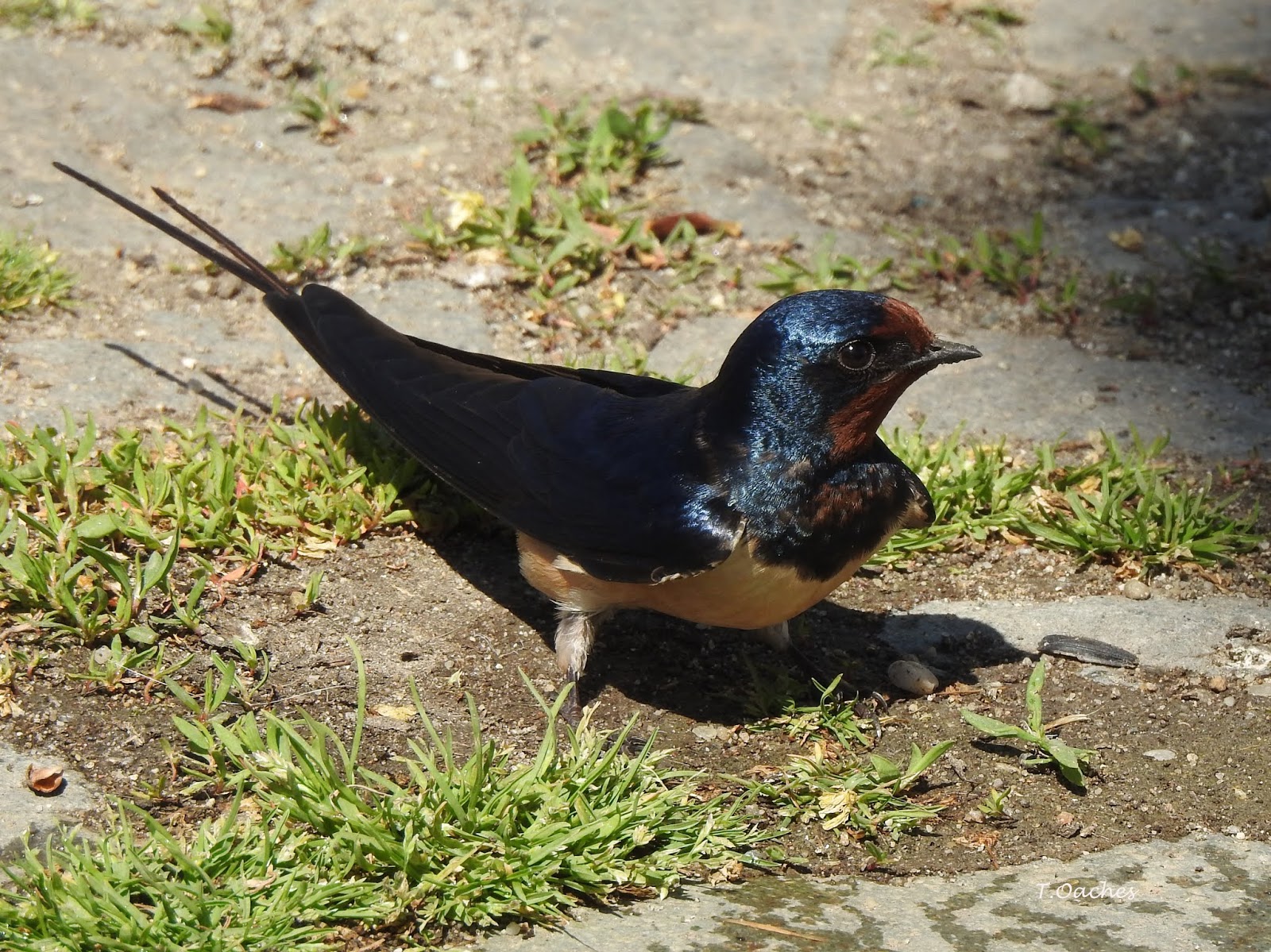 PASARI DIN ROMANIA: RANDUNICA, Hirundo rustica