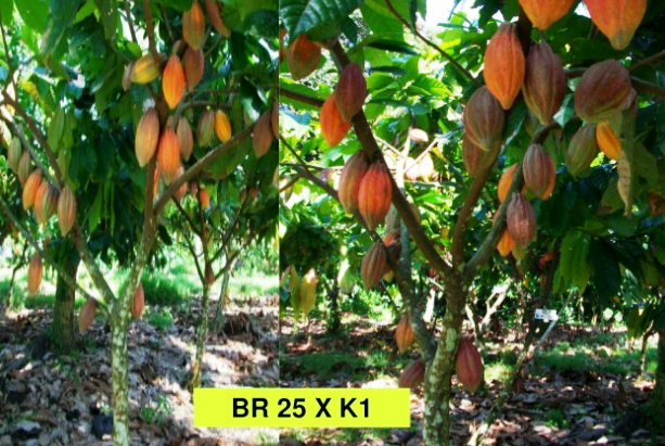 cpb_CocoaPinasBlogs: How to determine cacao variety accredited?