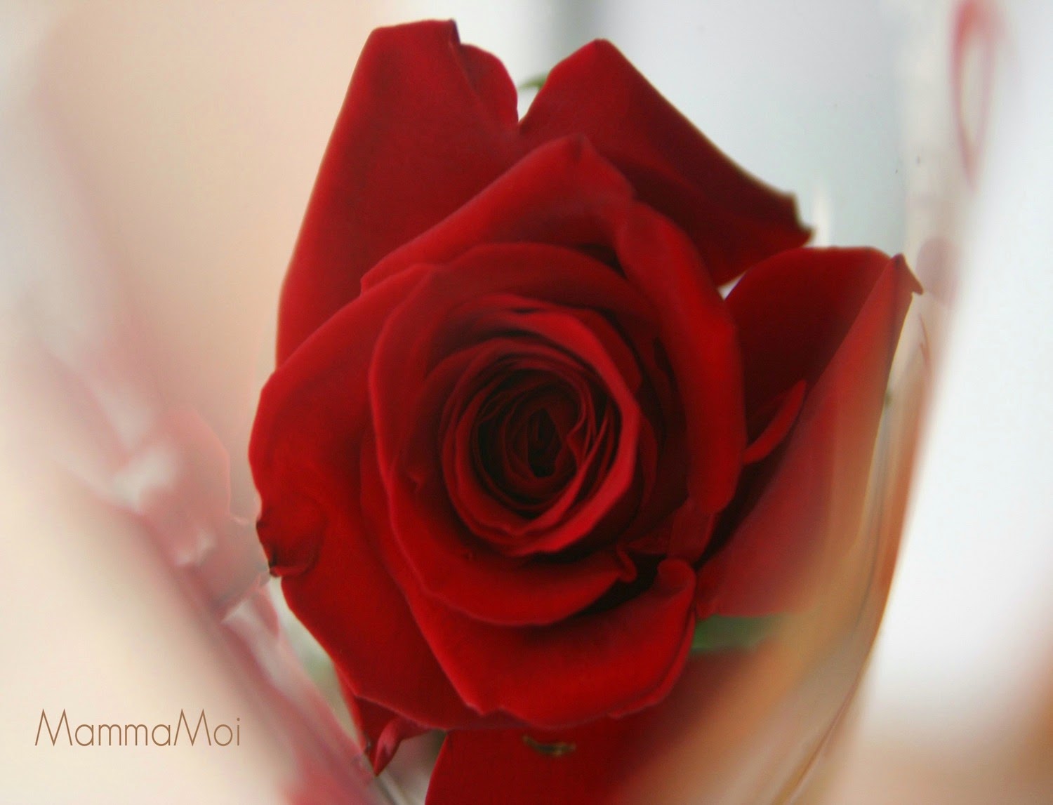 Il Bòcolo Veneziano ... nel giorno di San Marco, la Tradizione anche ...