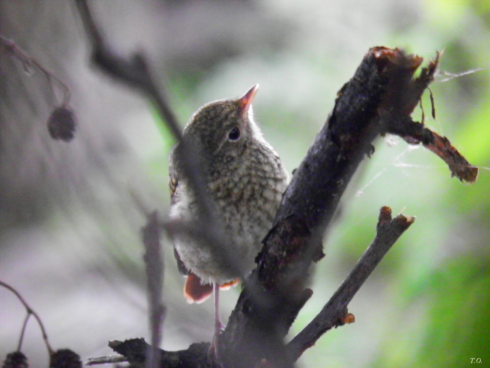 PASARI DIN ROMANIA: CODROS DE PADURE (2), Phoenicurus phoenicurus
