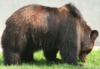 Abe's Animals: European black bears