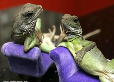 Funny Lizards | Images-Photos | Funny And Cute Animals