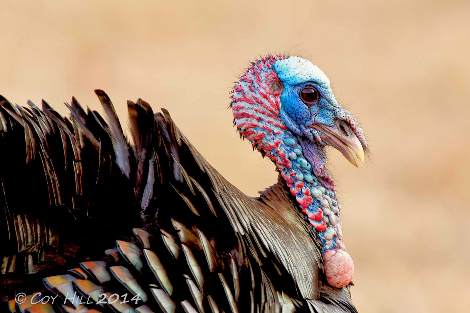 Country Captures: Strutting Their Stuff