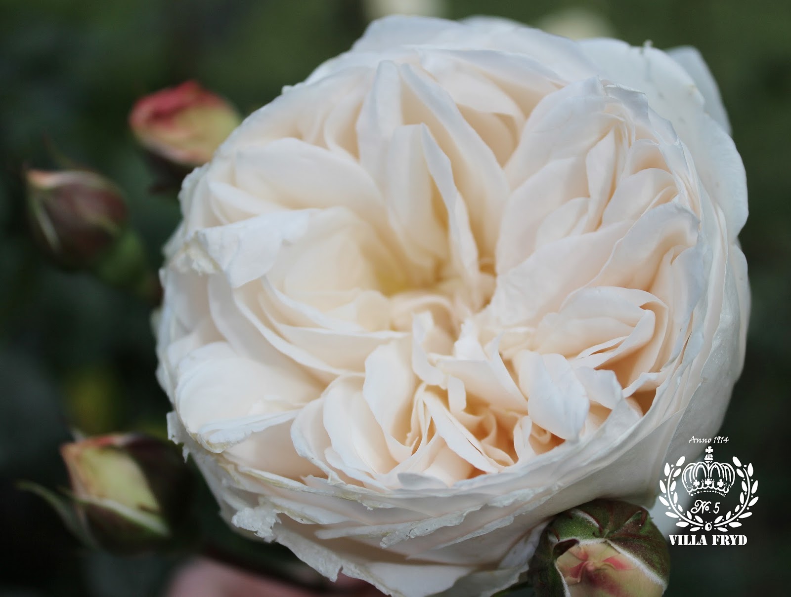 Hos Villa Fryd: Rosenhaven