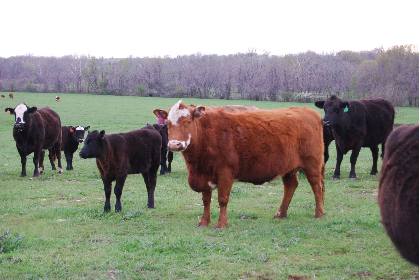 Animal Mutilation Investigation and Research: Opinions About Cattle ...