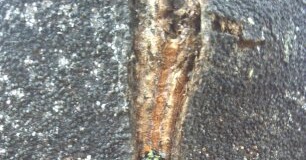 The Wandering Arborist: Lint Bug: The Aphid Wolf