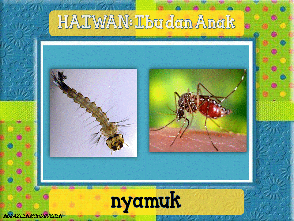 Haiwan Serupa Dengan Induknya