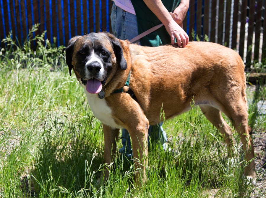 Shelter Dogs of Portland: "HAZEL" wonderful St Bernard/mastiff mix