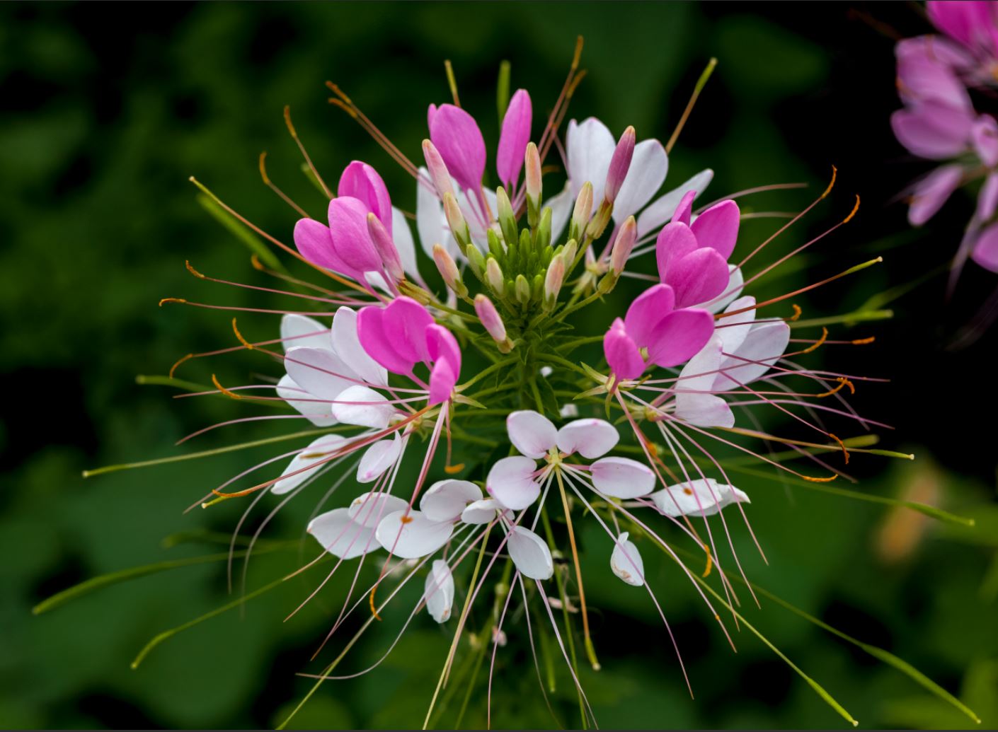 Getting it Right in the Digital Camera : Flower Photography