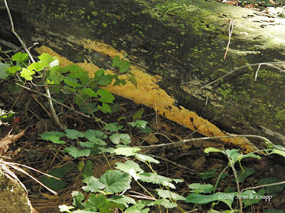 Anybody Seen My Focus?: Orange Sponge Polypore (Pycnoporellus alboluteus)?