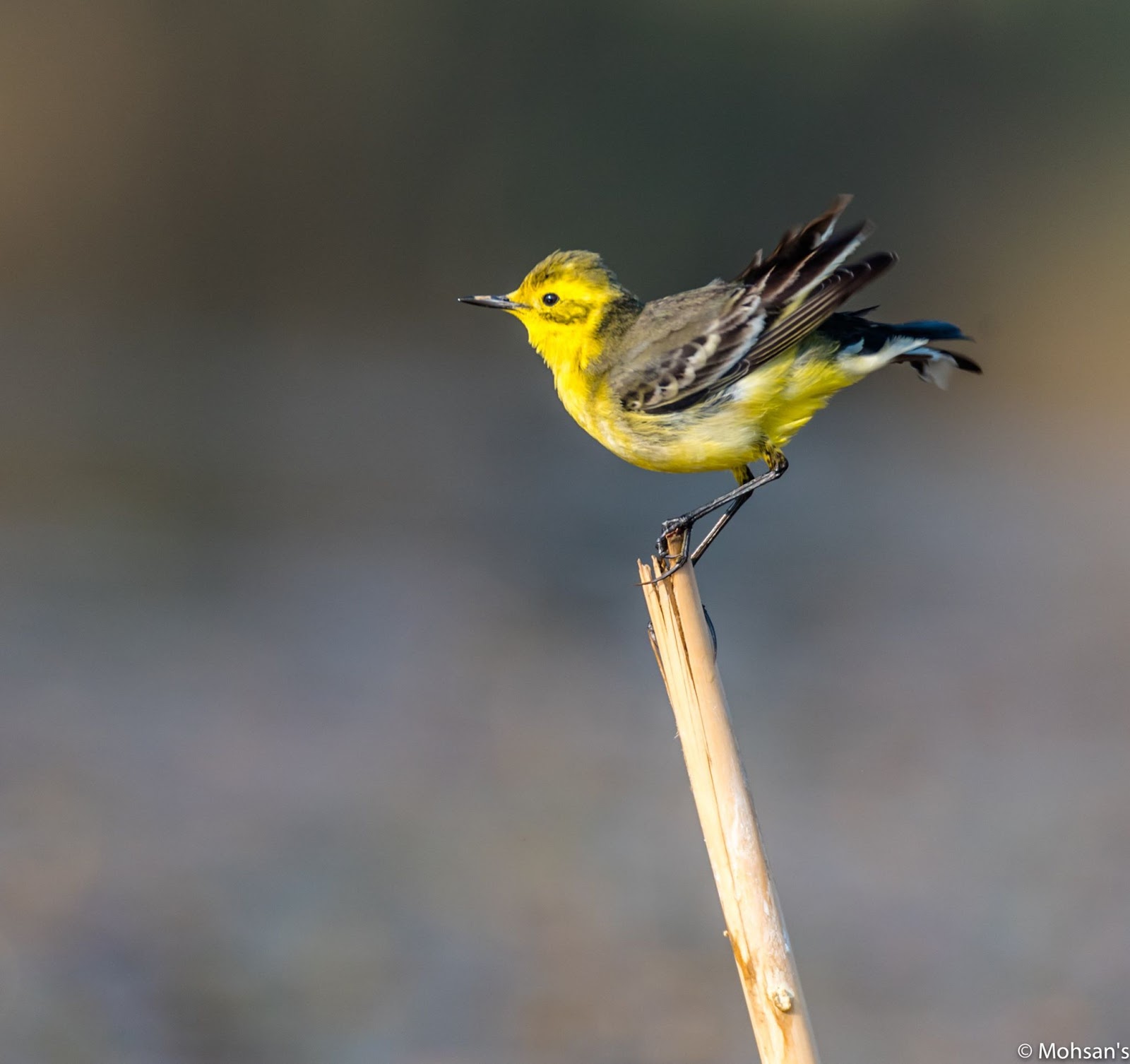 Beautiful Birds of Pakistan - 6 ~ Jaho Jalal