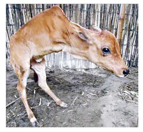 Ajob Toh!: Two Legged Calf!!!!!!
