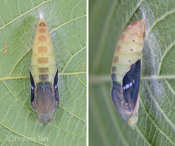 Butterflies of Singapore: 03/01/2017 - 04/01/2017