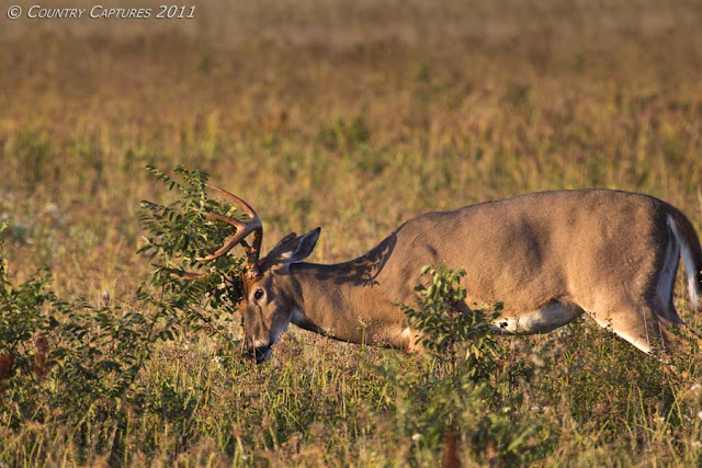 Country Captures: Getting Ready to Rumble