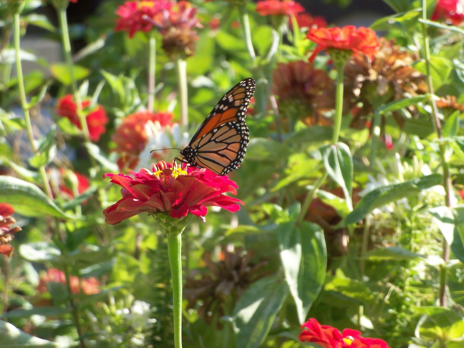 Beyond The Garden Gate: Gardening for Butterflies