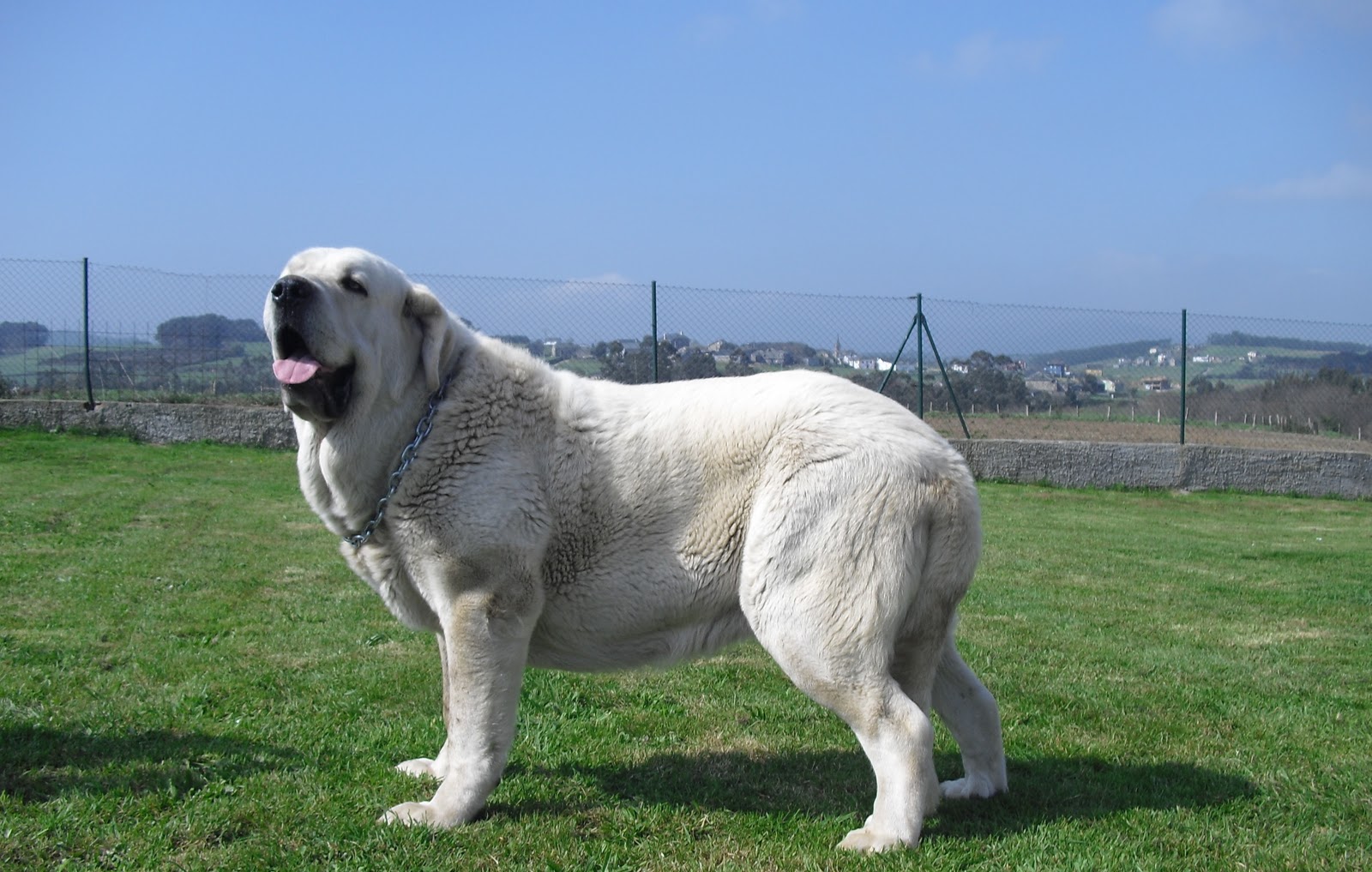 MASTINES DE VILLAPEDRE: NUESTROS EJEMPLARES MACHOS