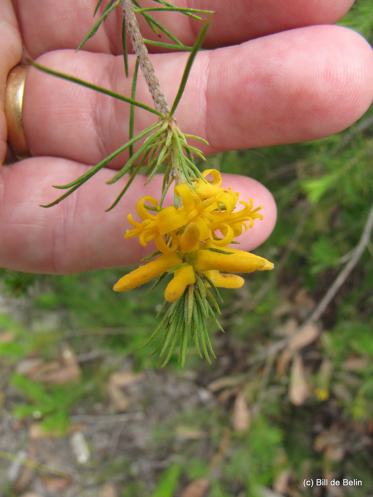 Sydney's Wildflowers and Native Plants: Persoonia pinifolia - Pine-leaf ...