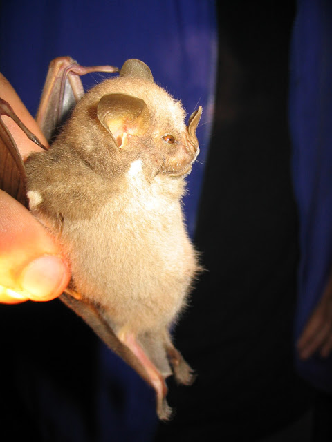 Fossil Matter: Dominican Republic: A Story of Caves and Bats