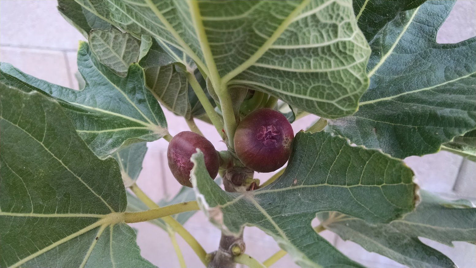Desert Valley Orchard: Petite Negra Fig