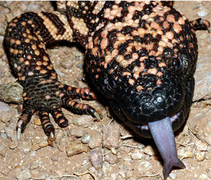 Gila Monster | Animal Wildlife