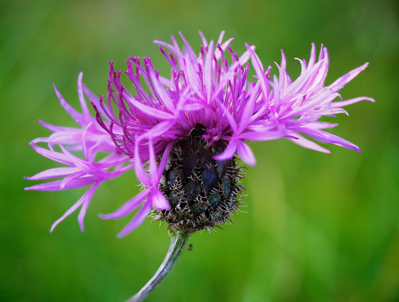 Knuts tips om makrofotografering: Tistel - ugress med ufjortjent rykte