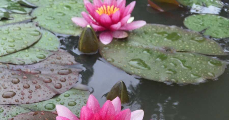 Kari LikeLikes: The lotuses are blooming #nature