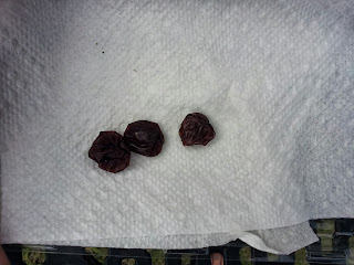 My Fruitful Life: Grapes to Raisins Experiment