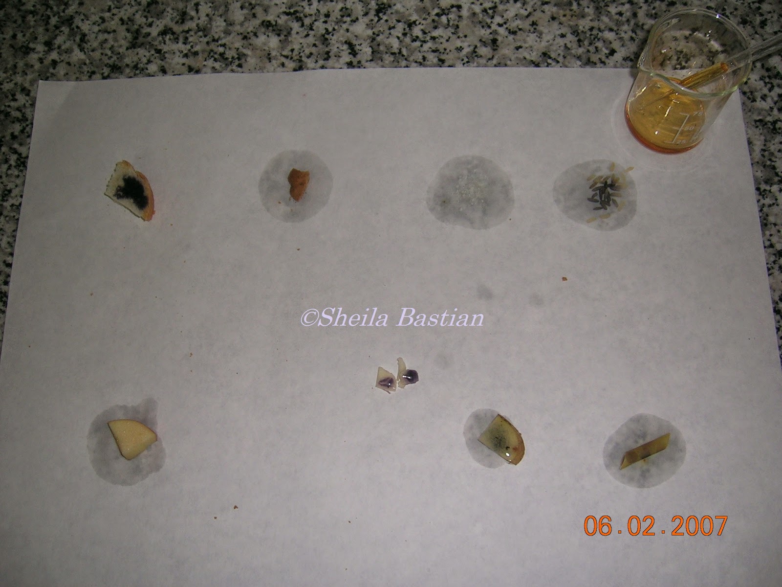 Science Magazine: WHAT FOODS CONTAIN STARCH?