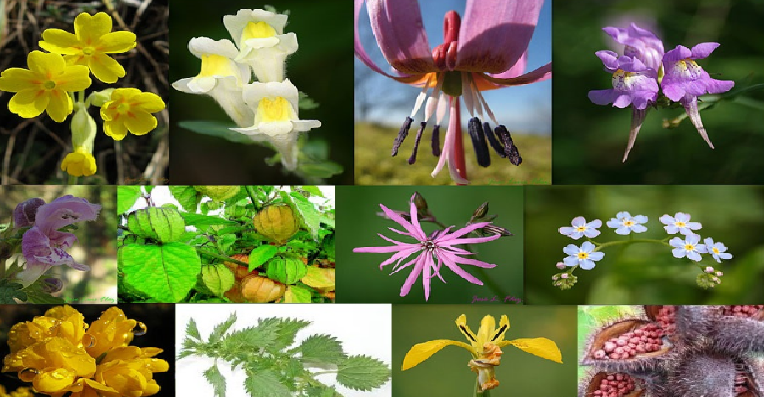 Ecorregión selva alta : CONOCIENDO LA SELVA DEL PERÚ